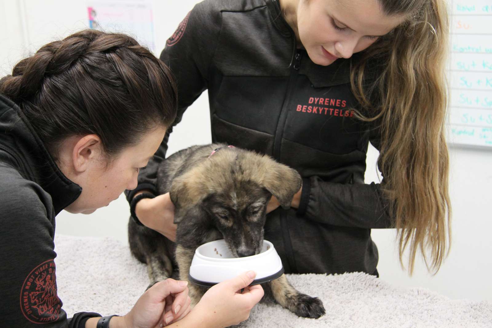 Sådan hjælper vi dyr | Dyrenes Beskyttelse